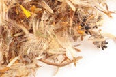 Arnica Flower Whole (Heterotheca inuloides) | Waypoint